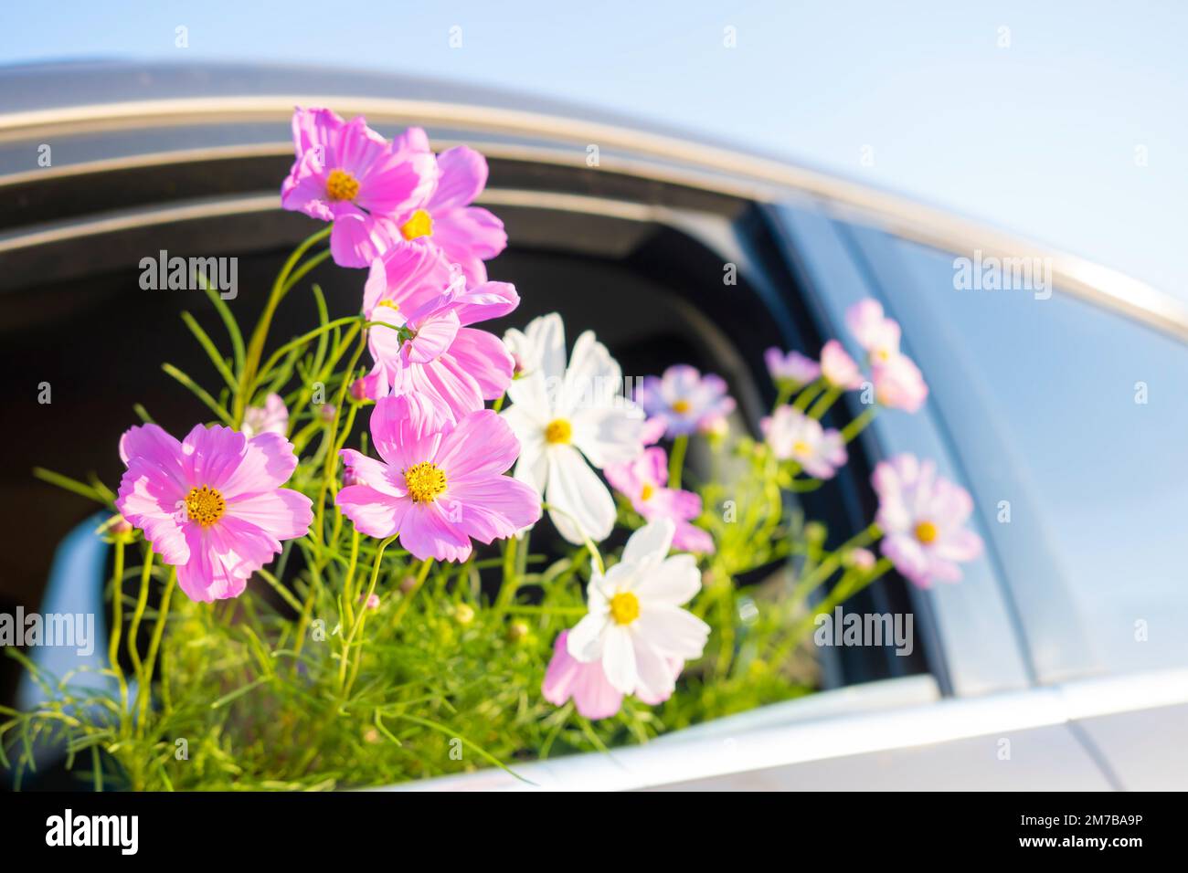 A pink cosmos flower sticking out of the car window. Women buying ...