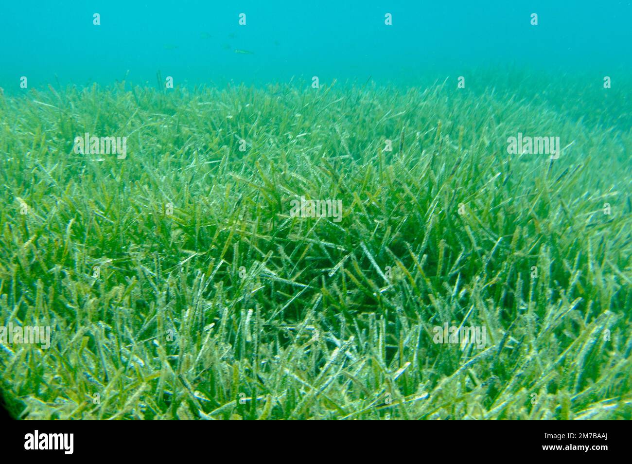 Posidonia oceanica.Puerto de Cabrera.Parque nacional maritimo terrestre ...