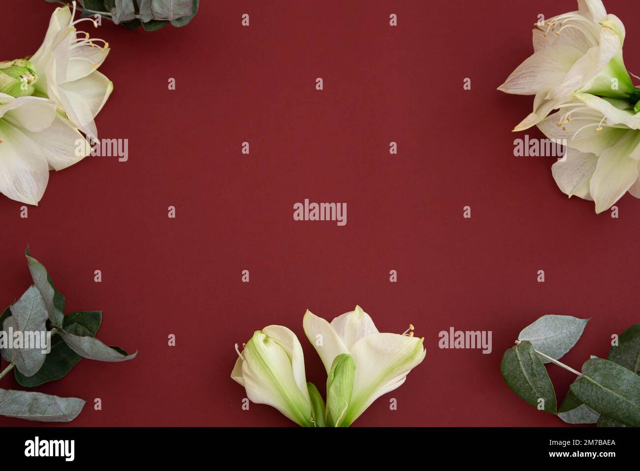 Lily flowers on a dark red background, flat lay, copy space Stock Photo ...