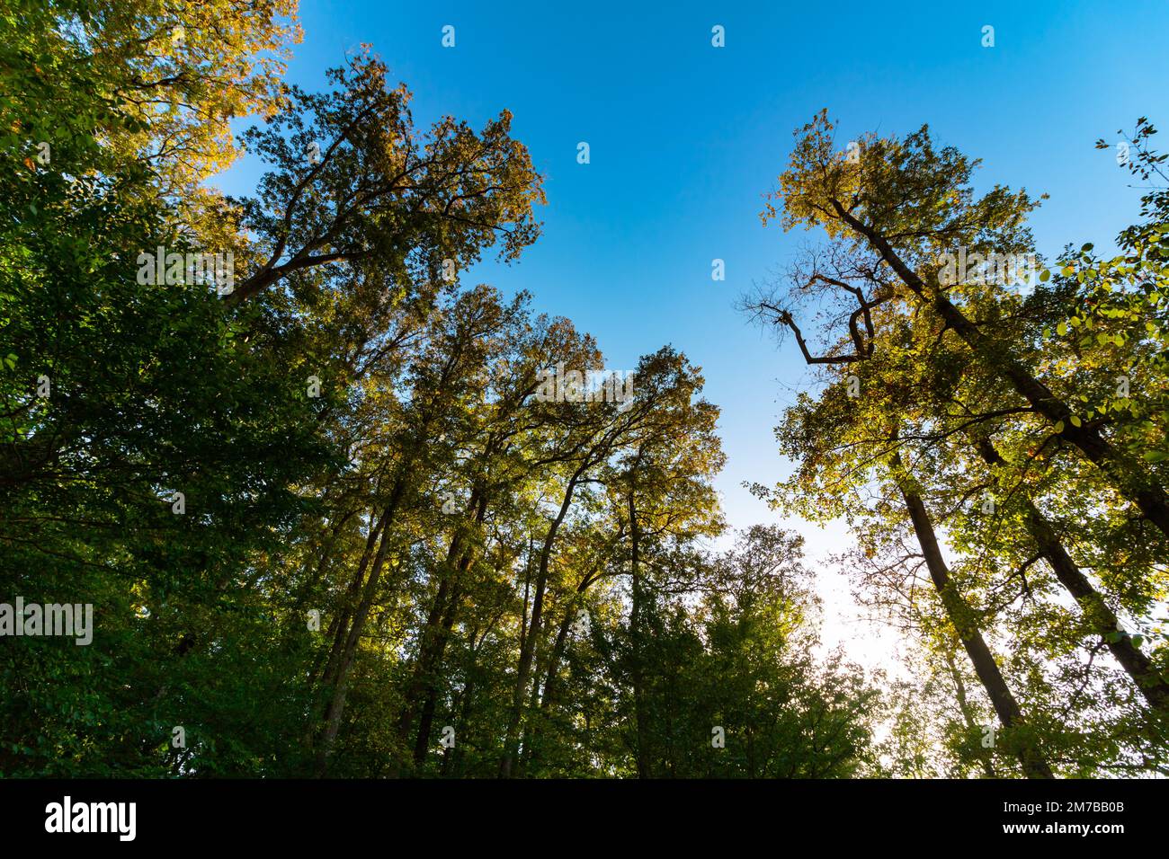 Trees and sun in wide angle view with clear blue sky. Earth Day concept ...