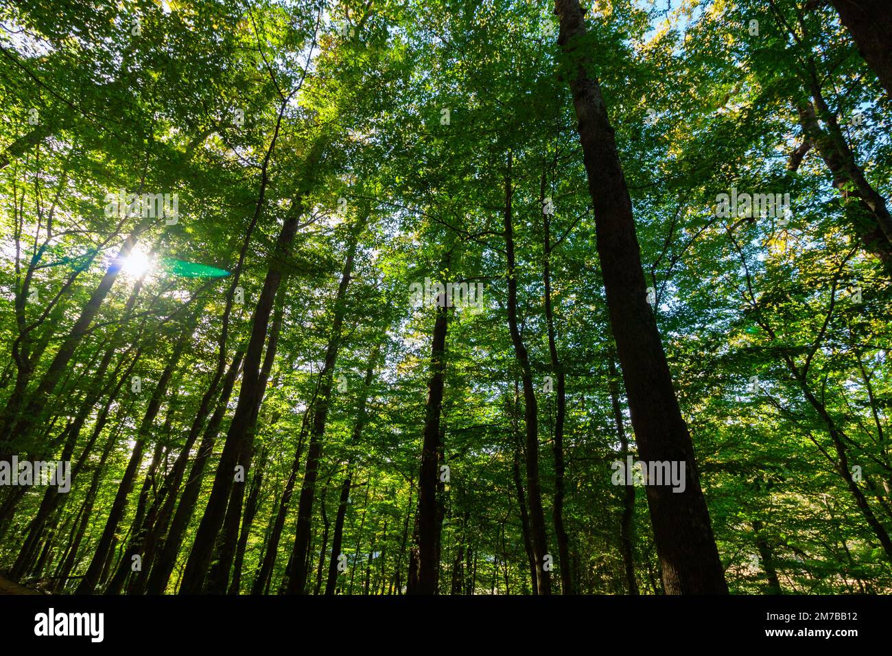 Lush forest with tall trees and sun. Carbon net zero concept photo ...
