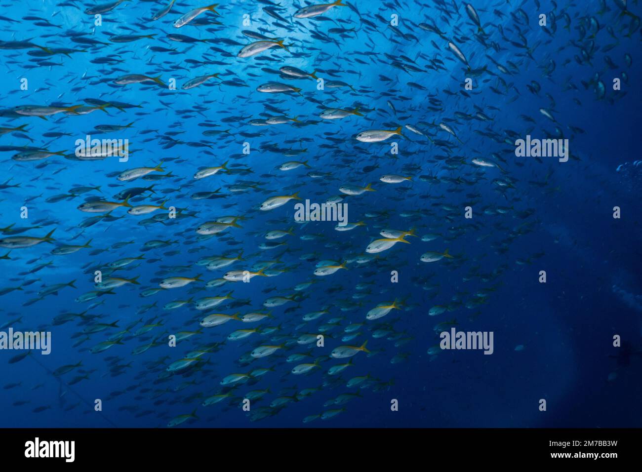 A huge group of barracuda fishes swimming in deep blue sea Stock Photo ...