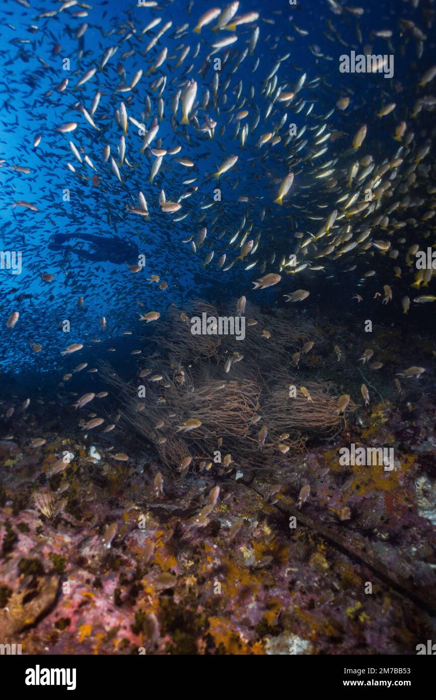 A huge group of anchovy fishes swimming in deep blue sea with a person ...