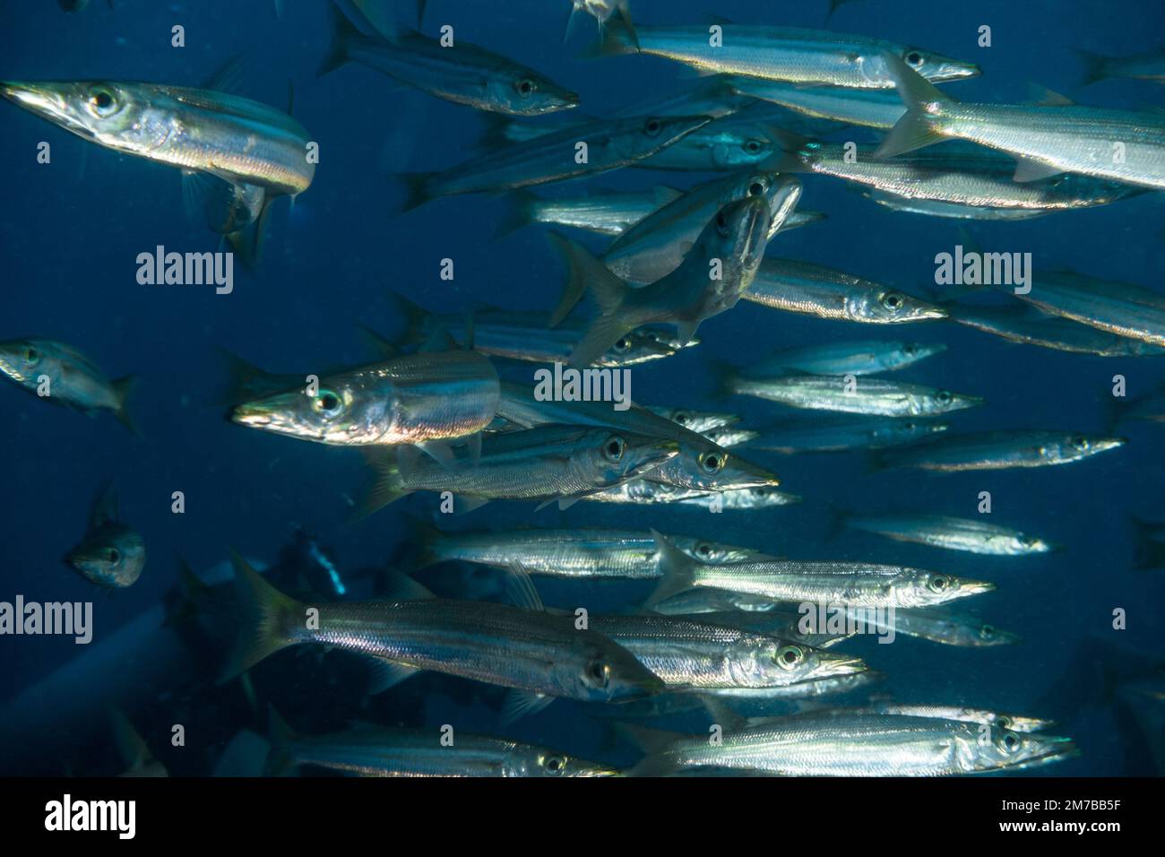 A huge group of barracuda fishes swimming in deep blue sea Stock Photo ...