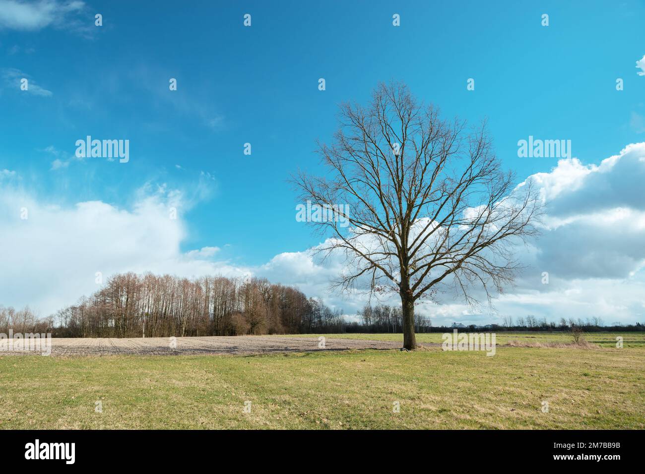 Oak tree without leaves hi-res stock photography and images - Alamy
