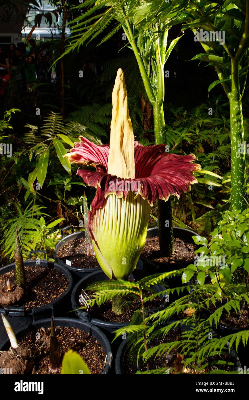 The Titan Arum aka Corpse Flower begins to bloom at the Adelaide ...