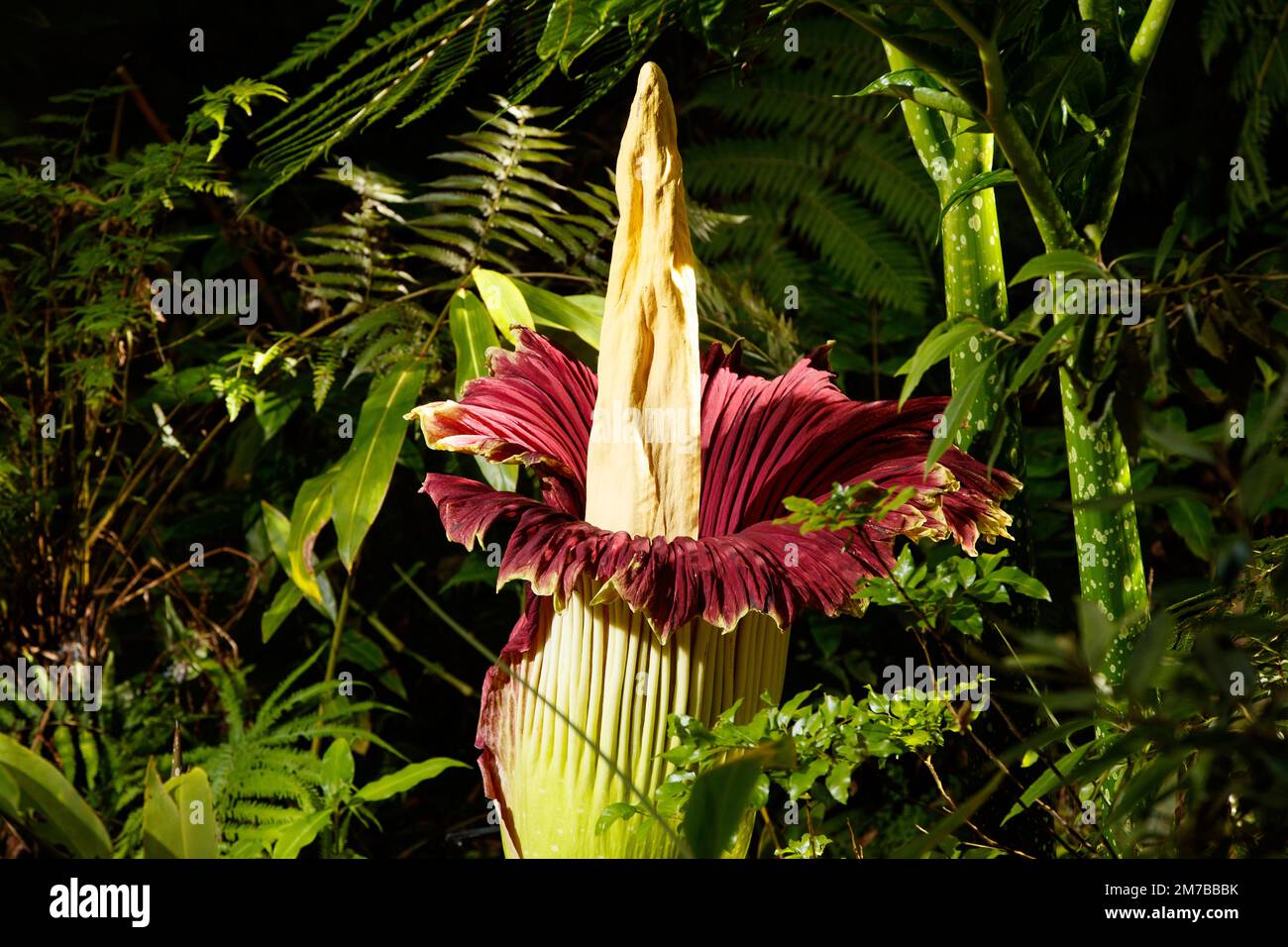 The Titan Arum aka Corpse Flower begins to bloom at the Adelaide ...