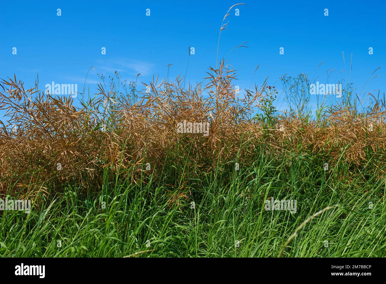 Wild, natural growth. Uncultivated plants growing in the countryside ...