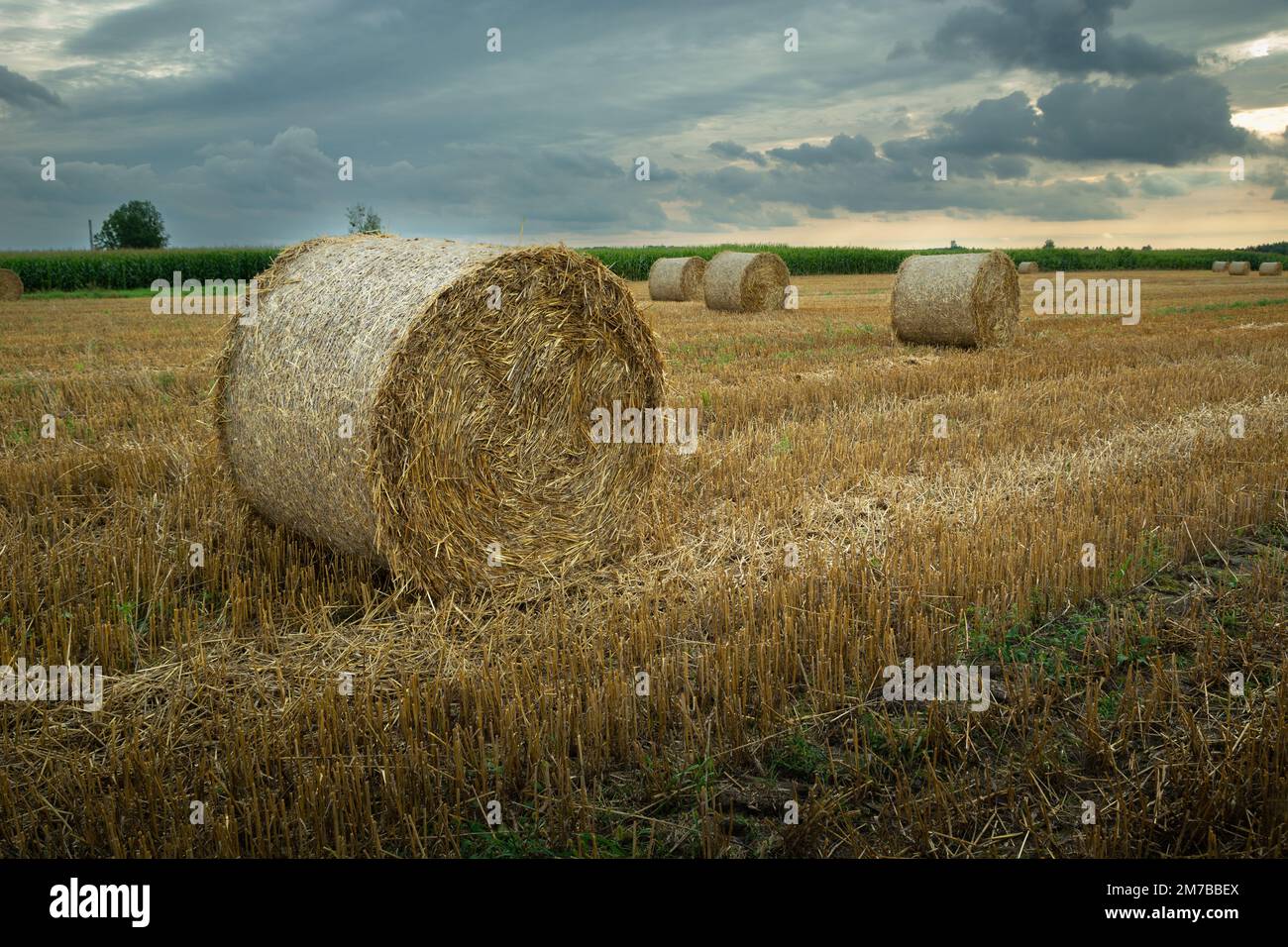 Round straw bales in the field and overcast sky, eastern Poland Stock ...