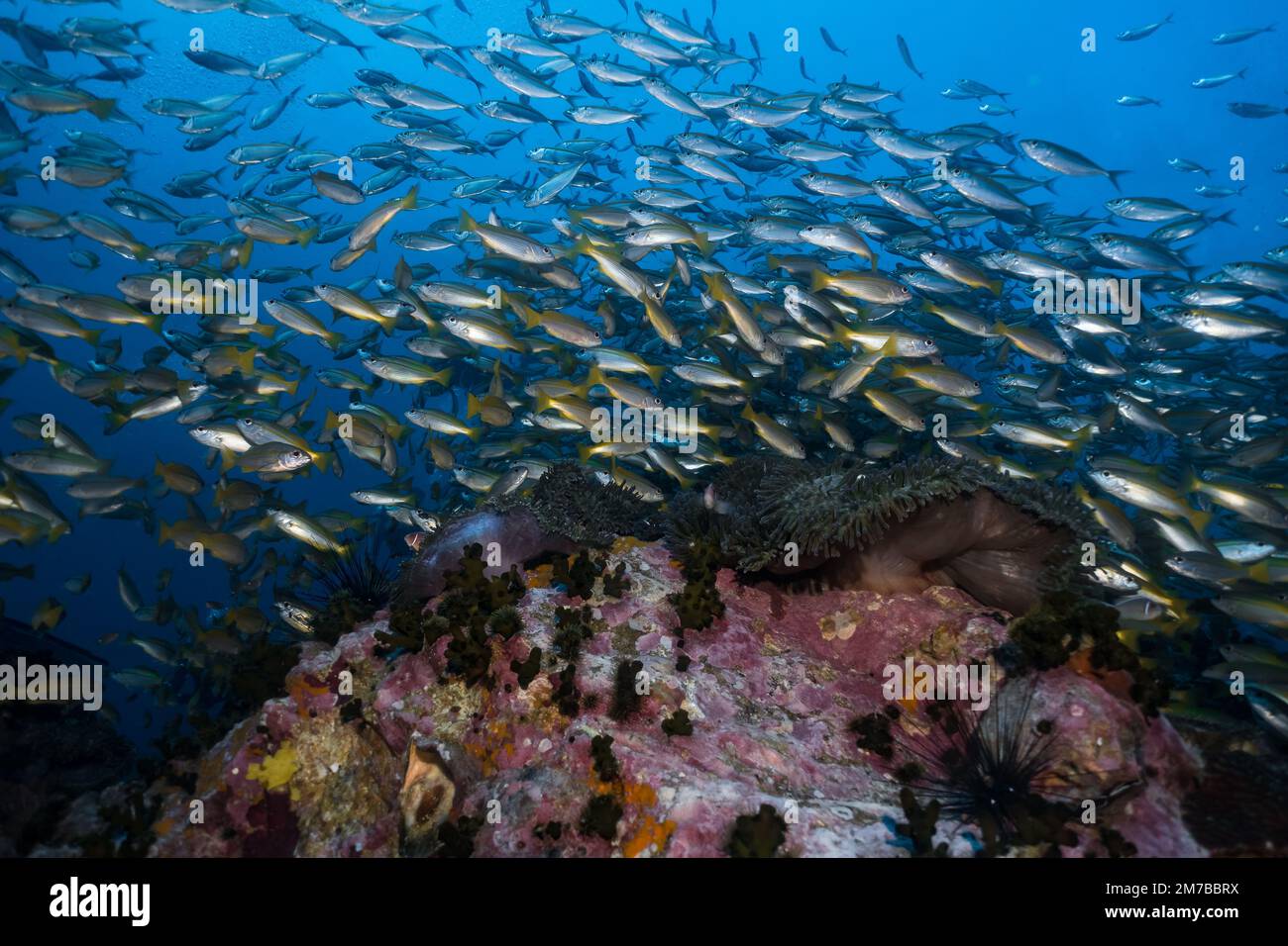 A huge group of anchovy fishes swimming in deep blue sea covered with ...