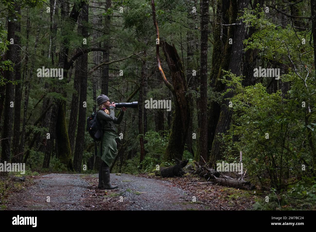 A female nature photographer alone in the forest with her camera raised ...