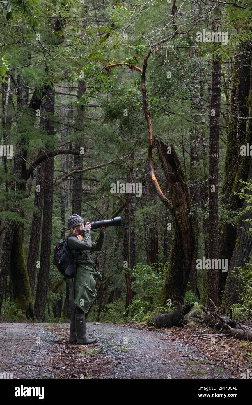 A female nature photographer alone in the forest with her camera raised ...