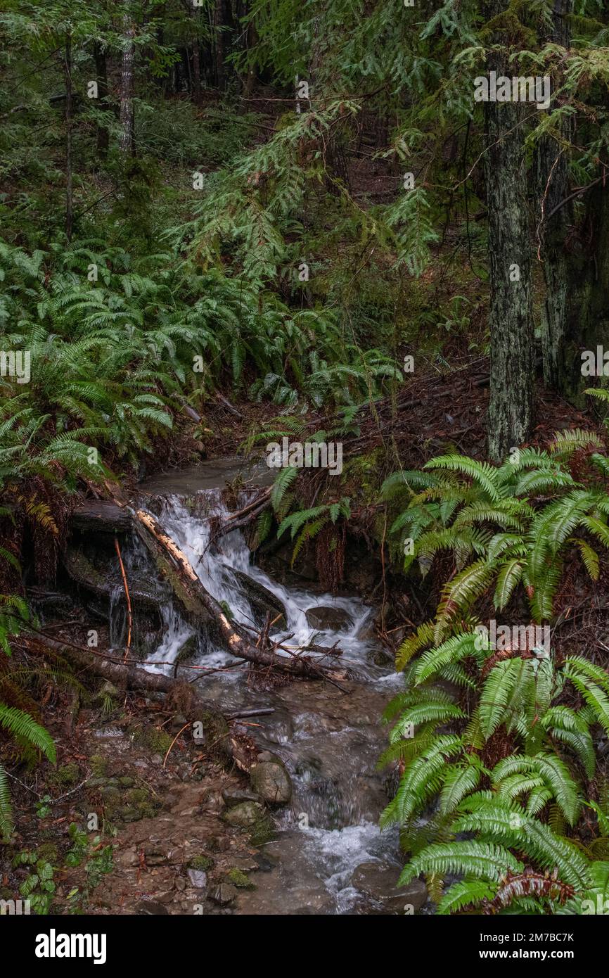 A small creek flowing amidst ferns in the understory of a redwood ...