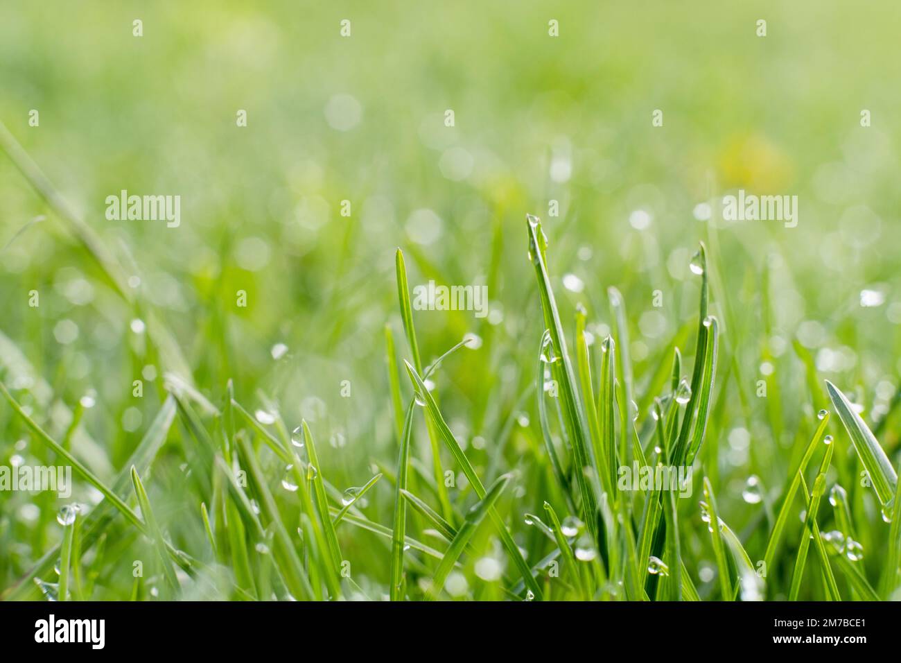 shiny green lawn morning dew beautiful nature Stock Photo - Alamy