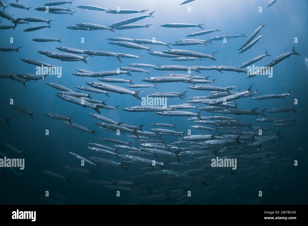 A huge group of barracuda fishes swimming in deep blue sea Stock Photo ...