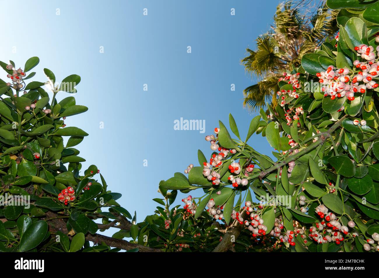 Flukey, chance plant. Euonymus japonicus. Medical plant. toxic red wild ...