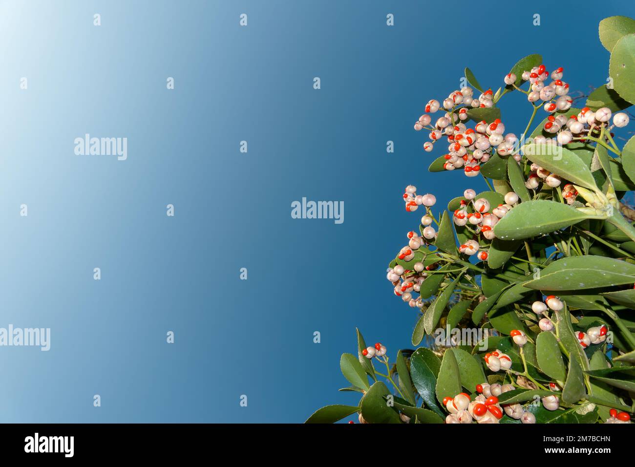 Flukey, chance plant. Euonymus japonicus. Medical plant. toxic red wild ...