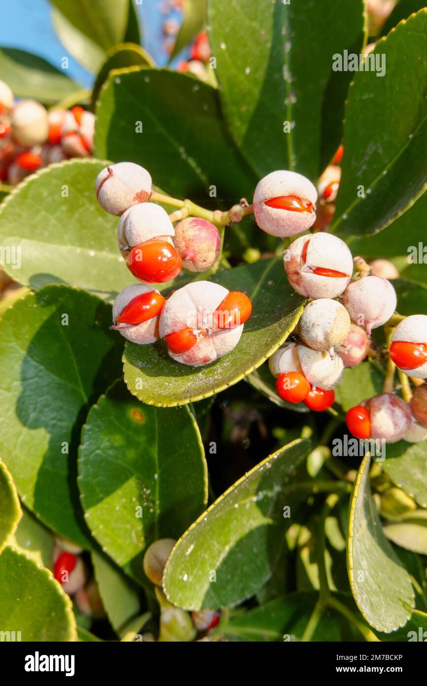 Flukey, chance plant. Euonymus japonicus. Medical plant. toxic red wild ...