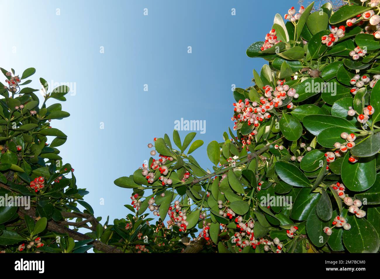 Flukey, chance plant. Euonymus japonicus. Medical plant. toxic red wild ...