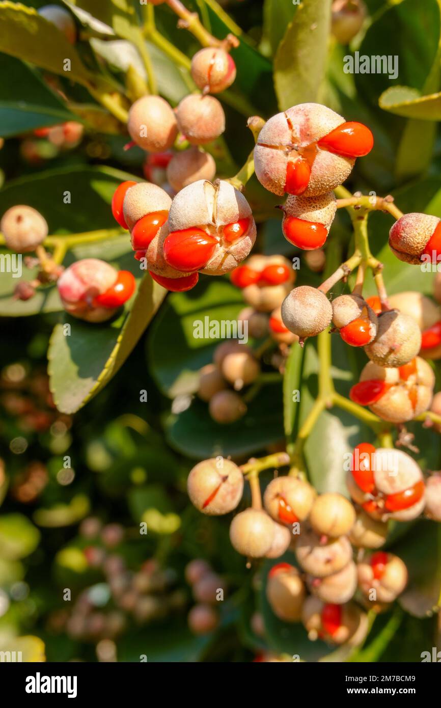 Flukey, chance plant. Euonymus japonicus. Medical plant. toxic red wild ...
