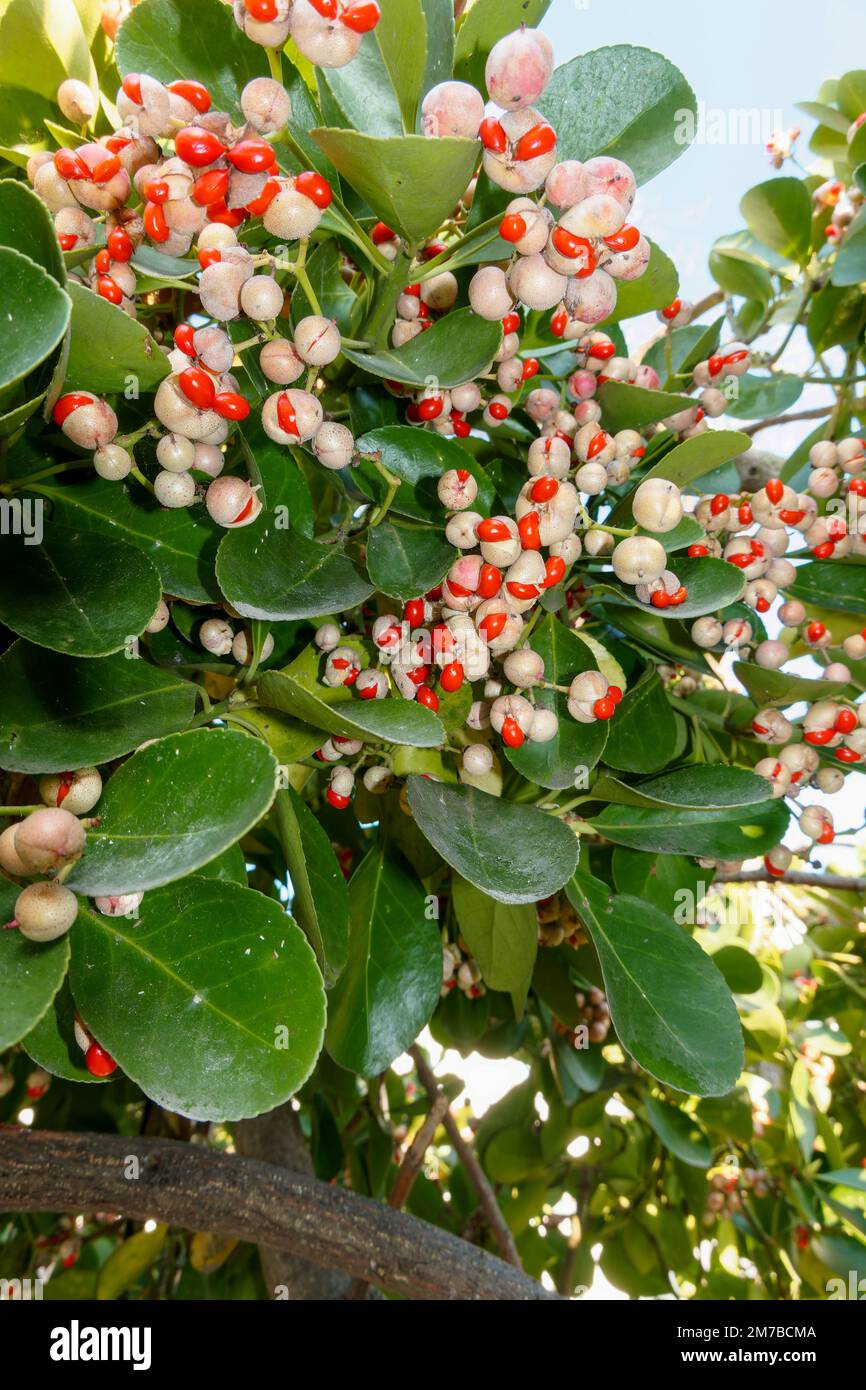 Flukey, chance plant. Euonymus japonicus. Medical plant. toxic red wild ...
