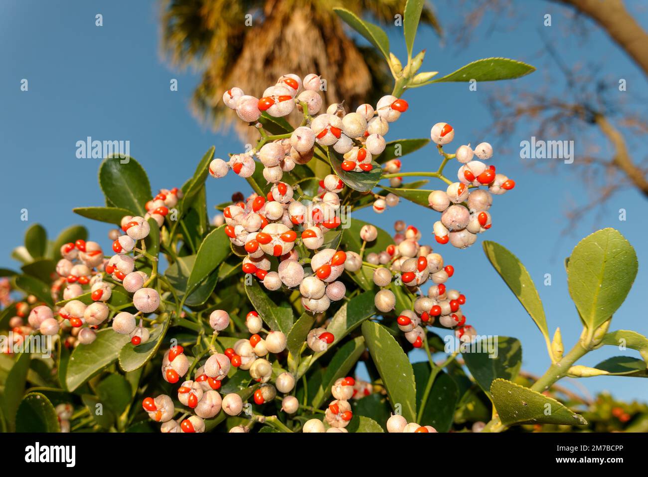 Flukey, chance plant. Euonymus japonicus. Medical plant. toxic red wild ...