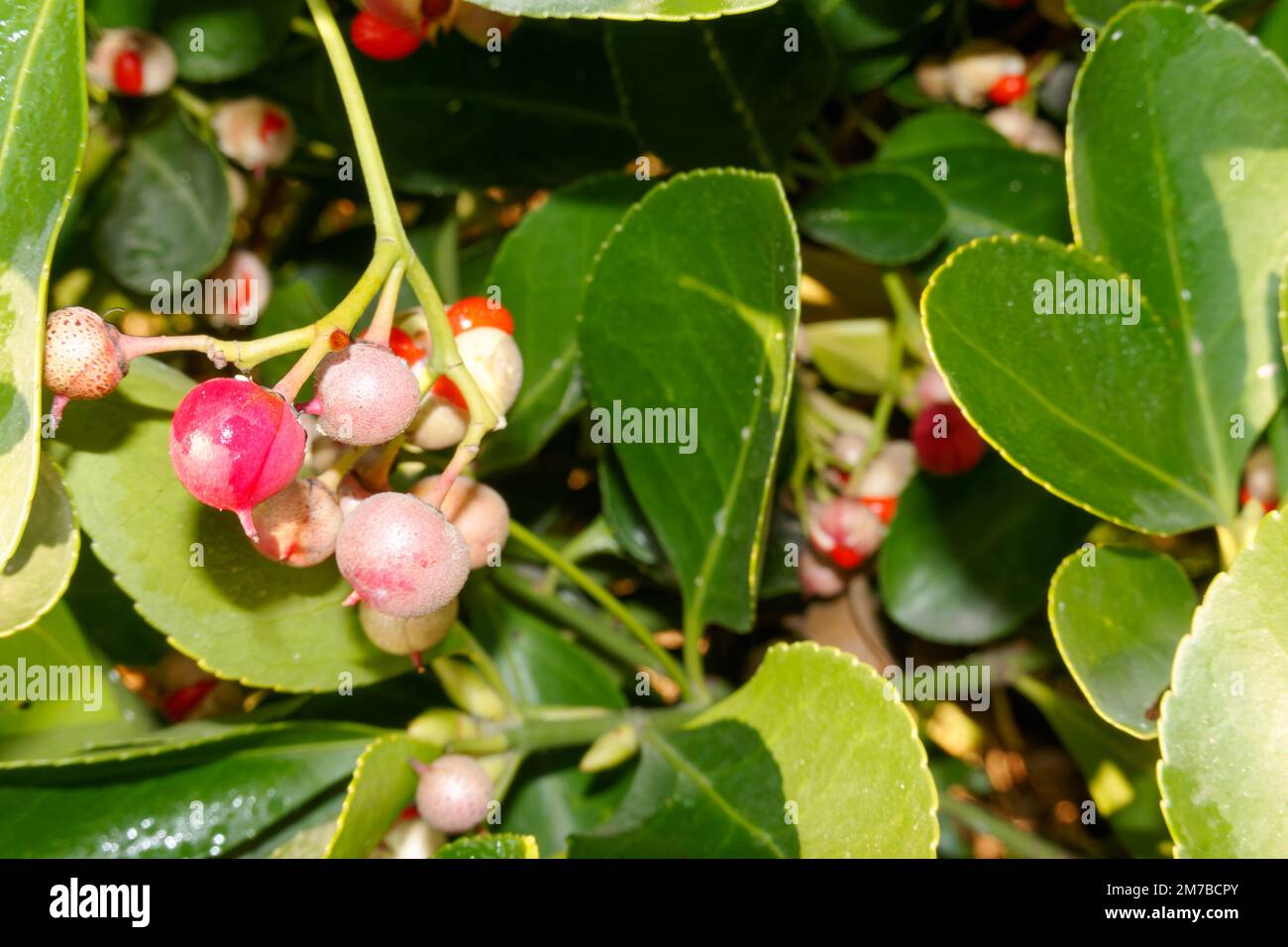 Flukey, chance plant. Euonymus japonicus. Medical plant. toxic red wild ...