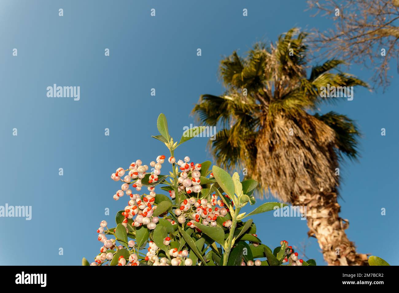 Flukey, chance plant. Euonymus japonicus. Medical plant. toxic red wild ...