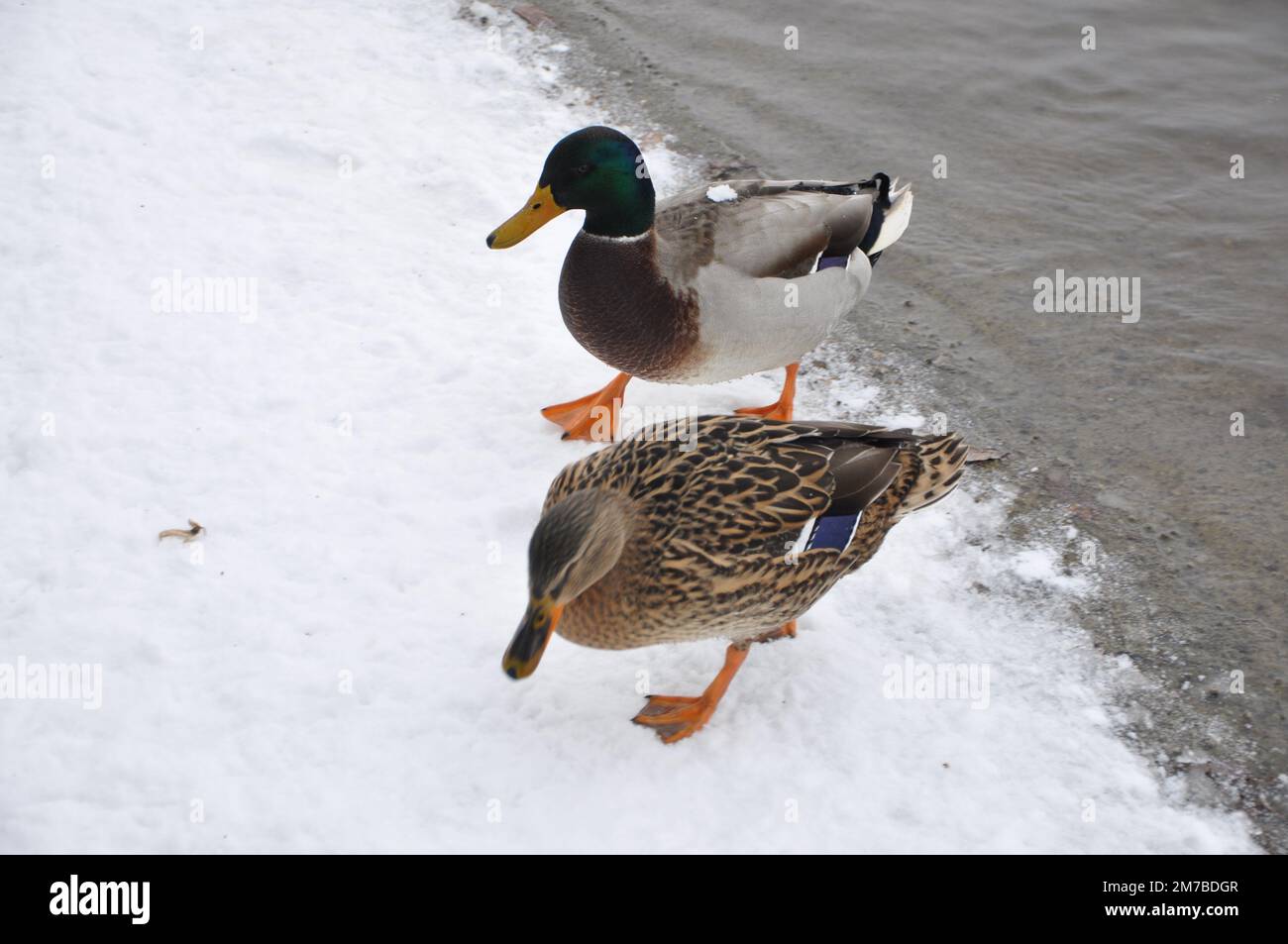 Duck in a snow. Close up broun duck and emerald green drake. Two wild ...