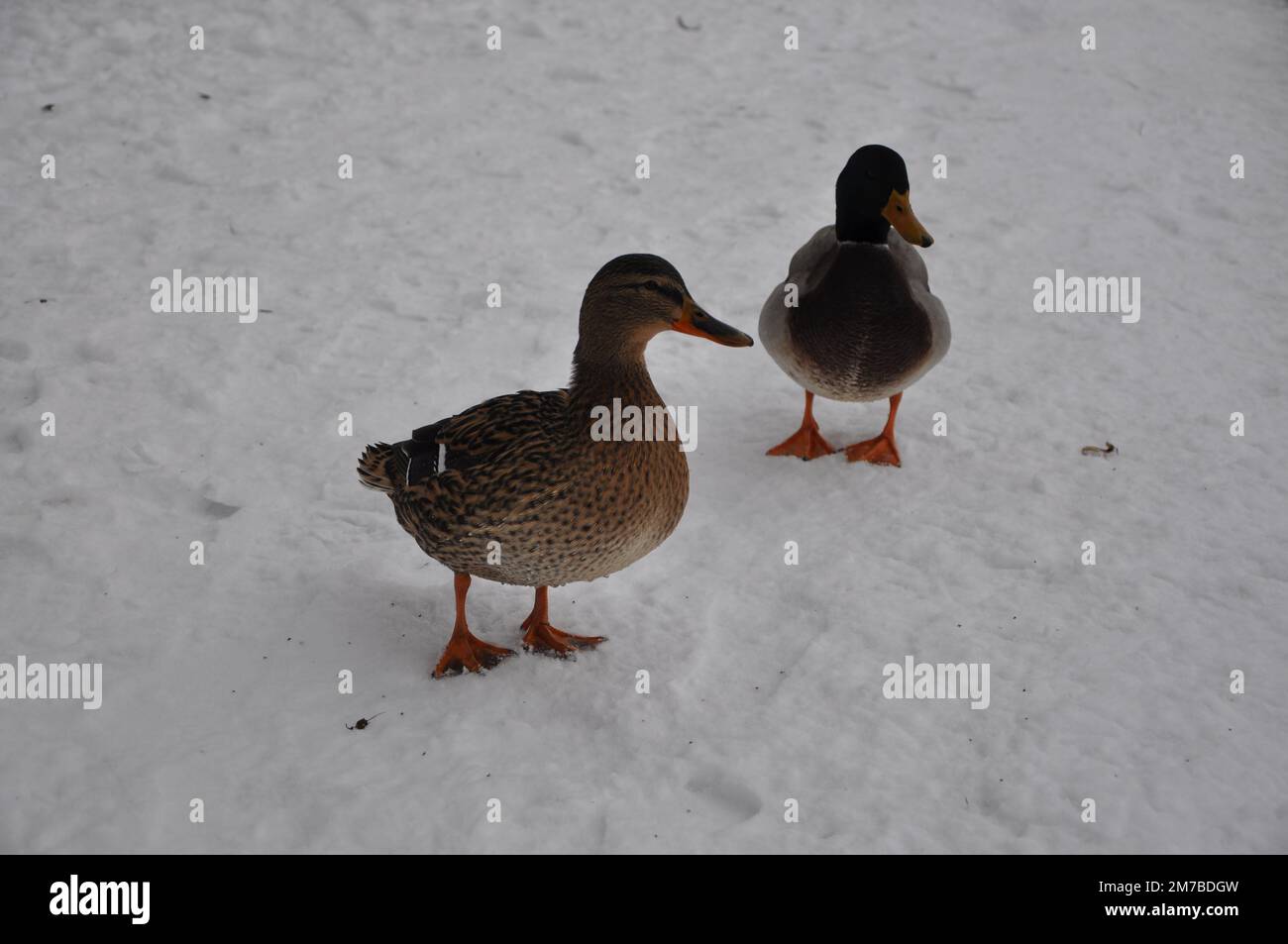 Duck in a snow. Close up broun duck and emerald green drake. Two wild ...