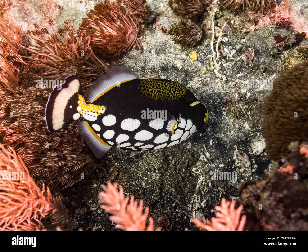 Trigger fish hi-res stock photography and images - Alamy