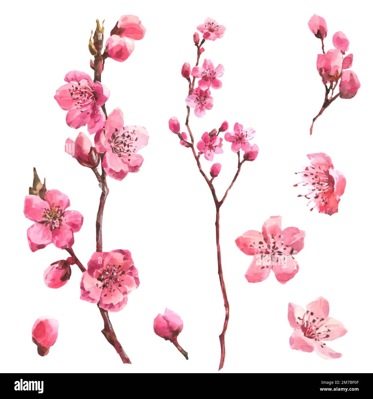 Watercolor Cherry Blossom Flower