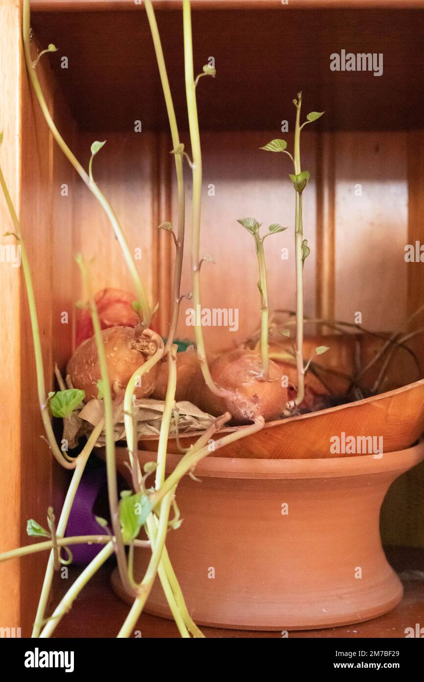 Vegetable food potato potato sprout hi-res stock photography and images ...