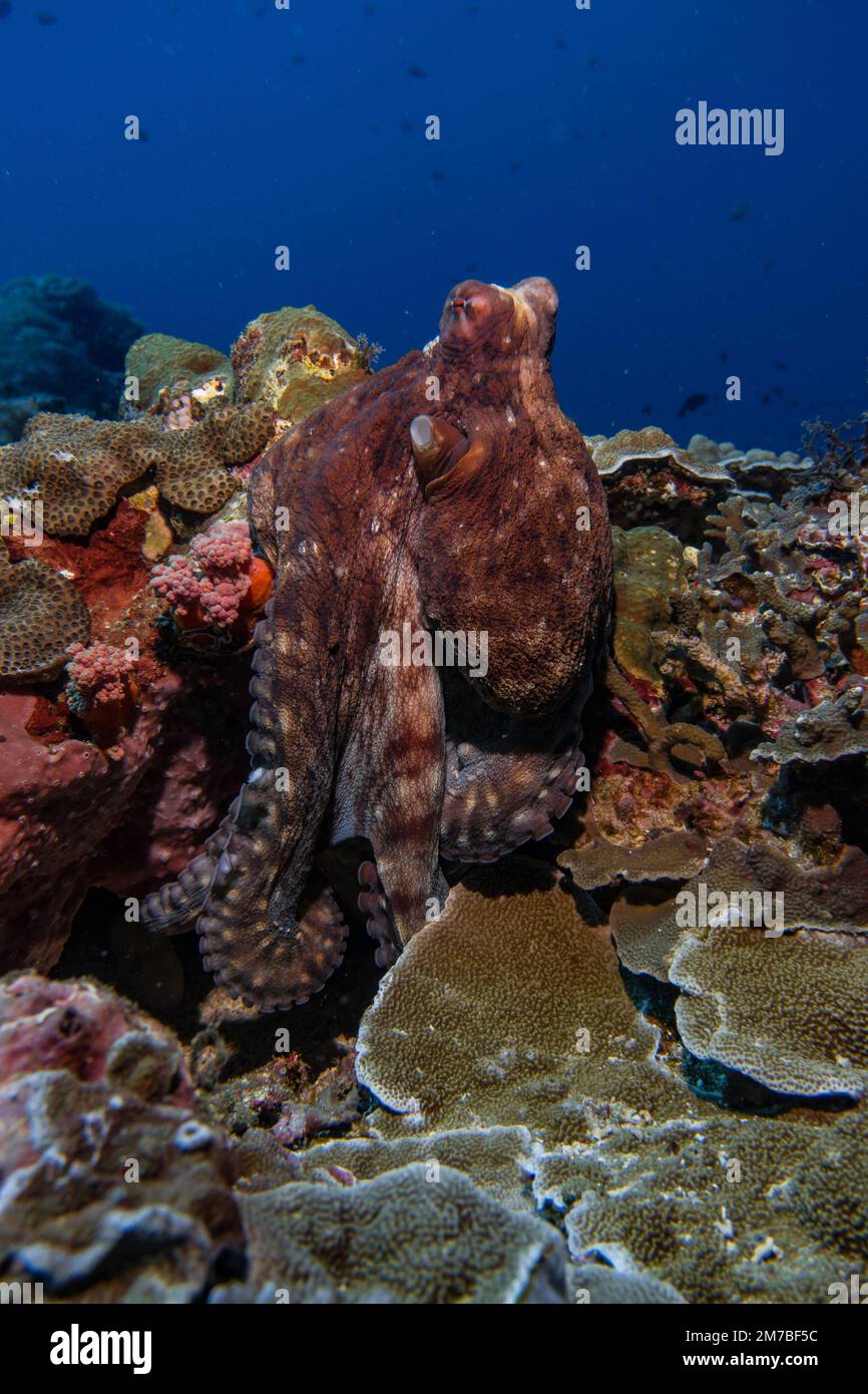 Octopus closeup swimming hi-res stock photography and images - Alamy