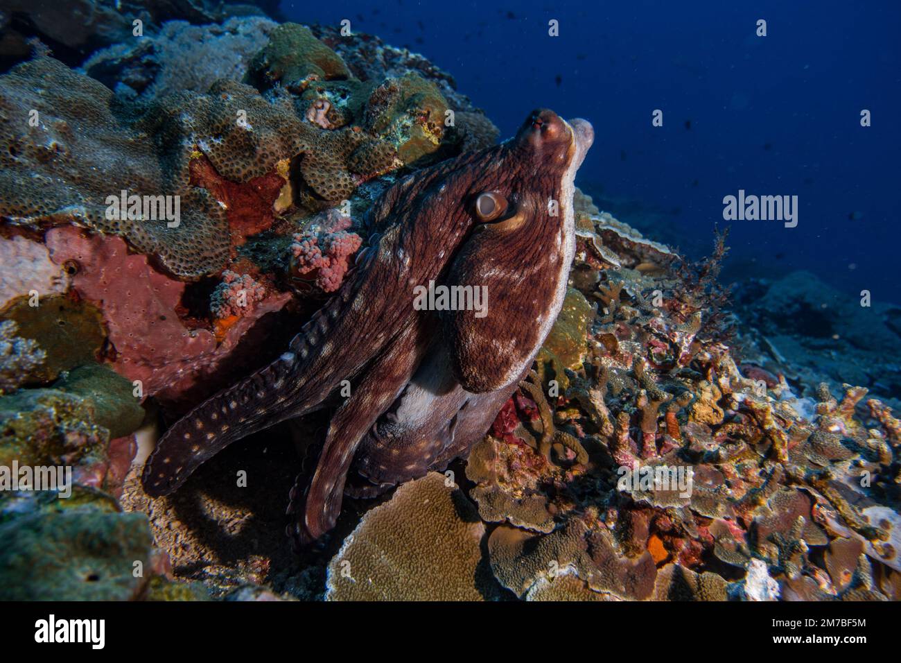 A closeup shot of an octopus swimming in deep blue sea over reef coral ...
