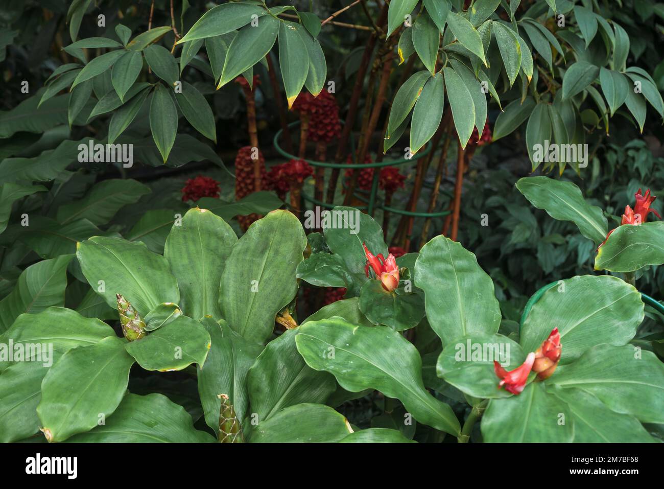 costus spicatus flowers or spiralflag ginger growing in garden with ...