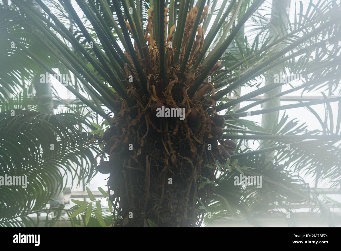 close up view of growing cycas circinalis fruits Stock Photo - Alamy