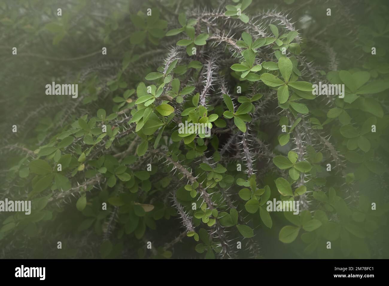 euphorbia milii leaves and stem with thorns growing Stock Photo - Alamy