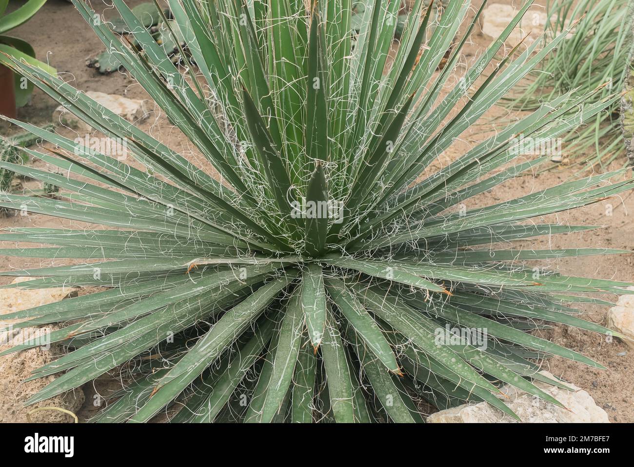 Red soil agave hi-res stock photography and images - Alamy