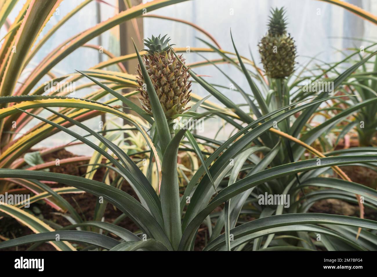 growing pineapples at home, home gardening, fruit growth Stock Photo ...