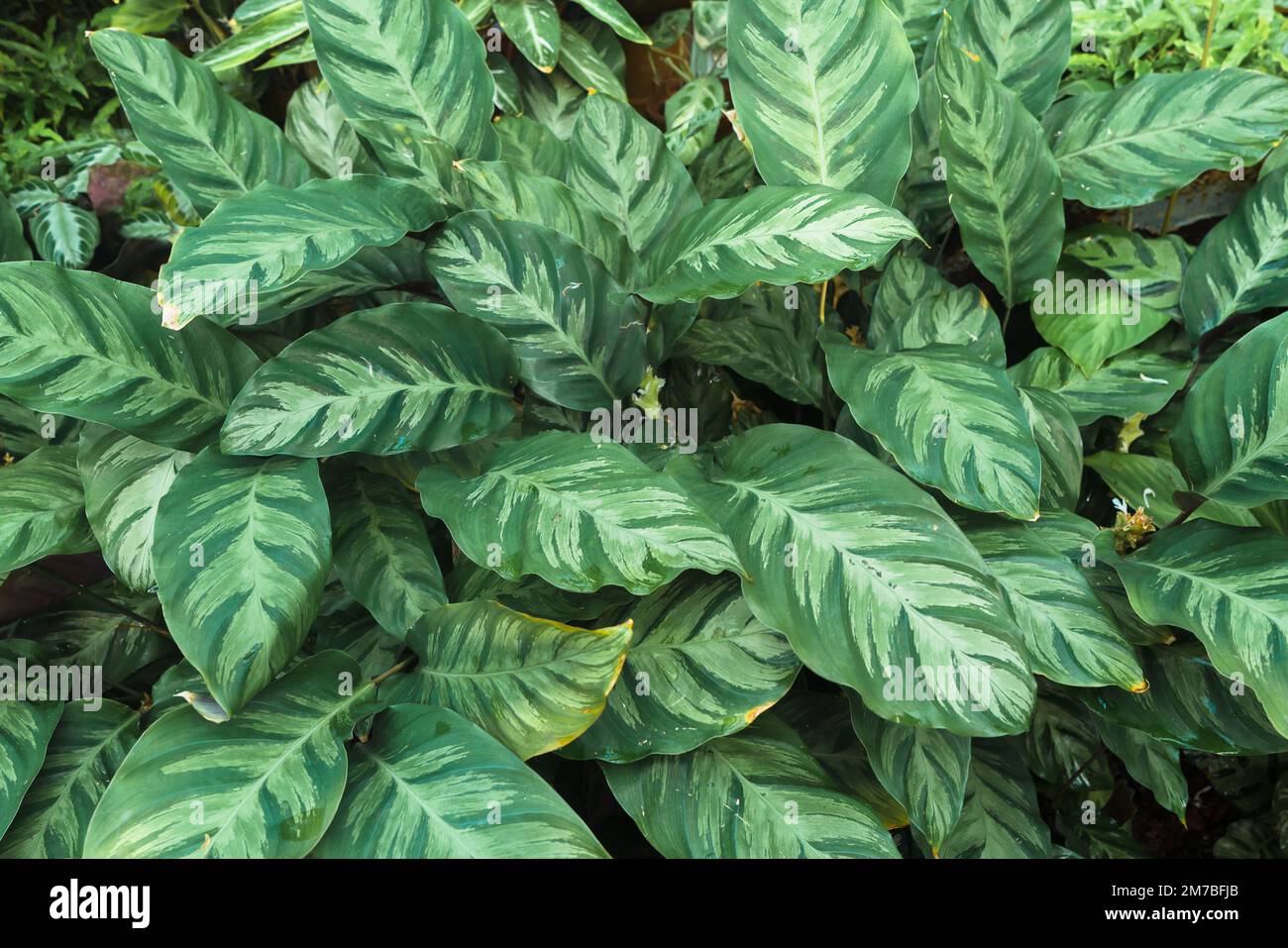 view from above on growing leaves of calathea louisae Stock Photo - Alamy