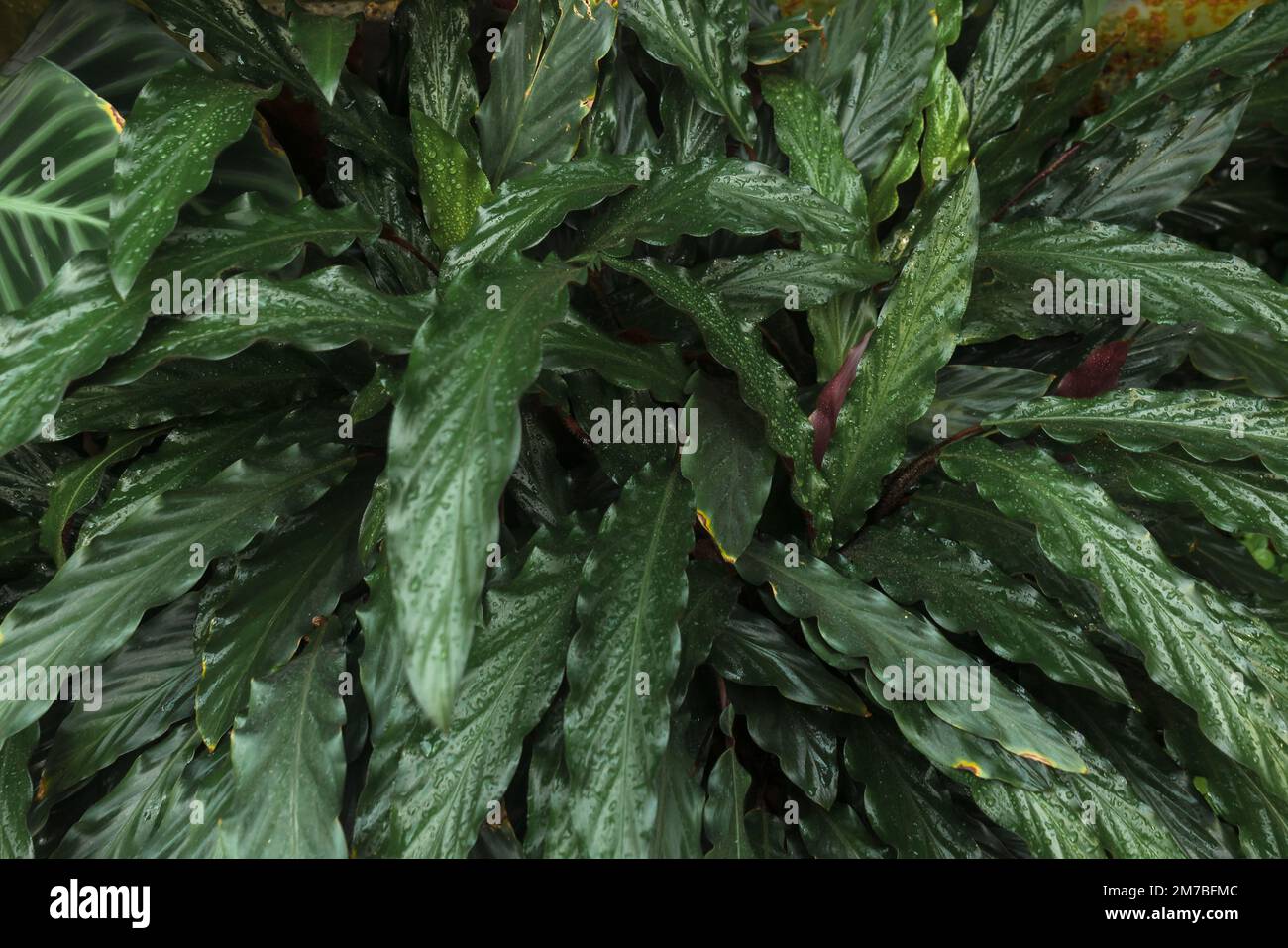 Calathea houseplant in water hi-res stock photography and images - Alamy