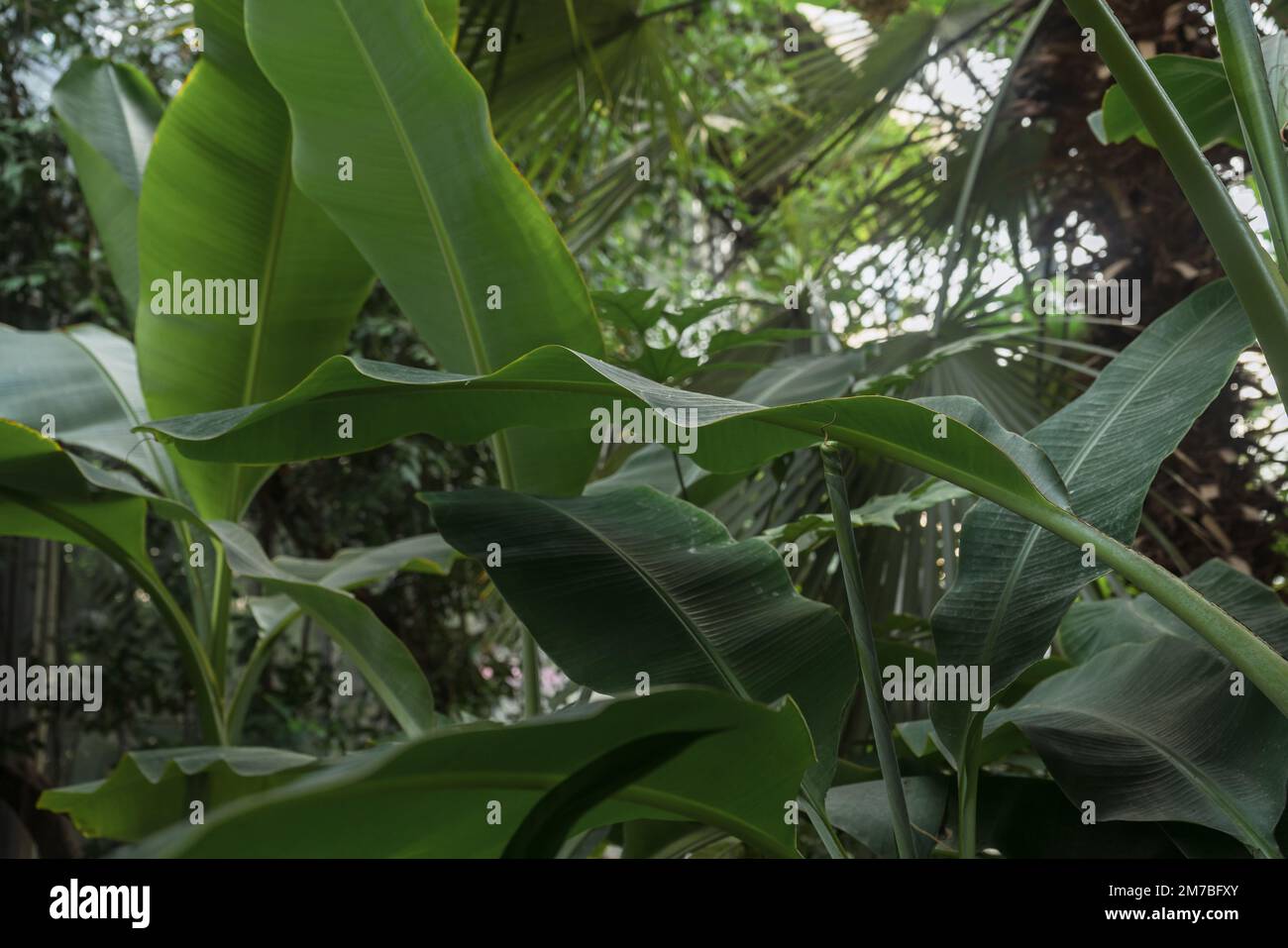 musa acuminata or wild banana plant with tropical palms and plants on ...