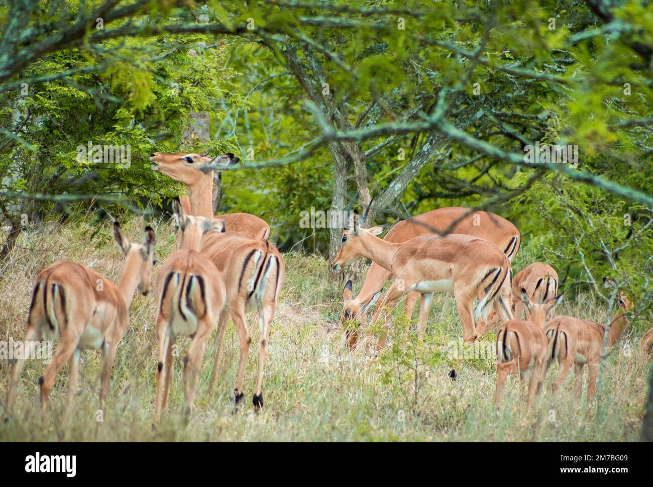 Impala babies hi-res stock photography and images - Alamy