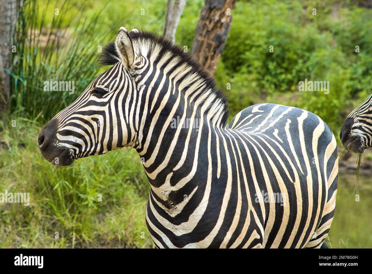 Zebra stands hi-res stock photography and images - Alamy