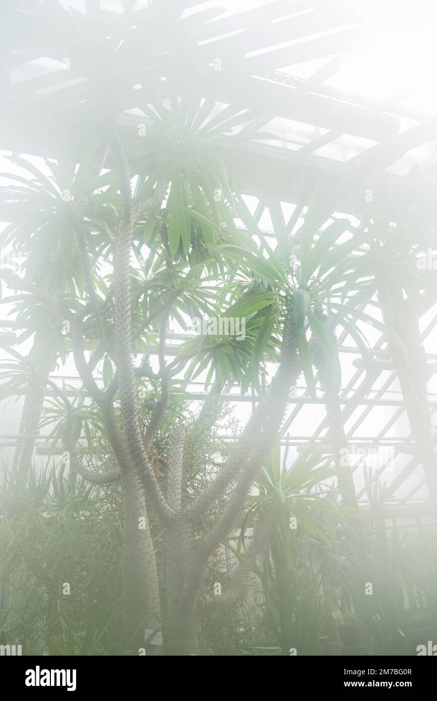 pachypodium lamerei or madagascar palm covered in fog growing Stock ...