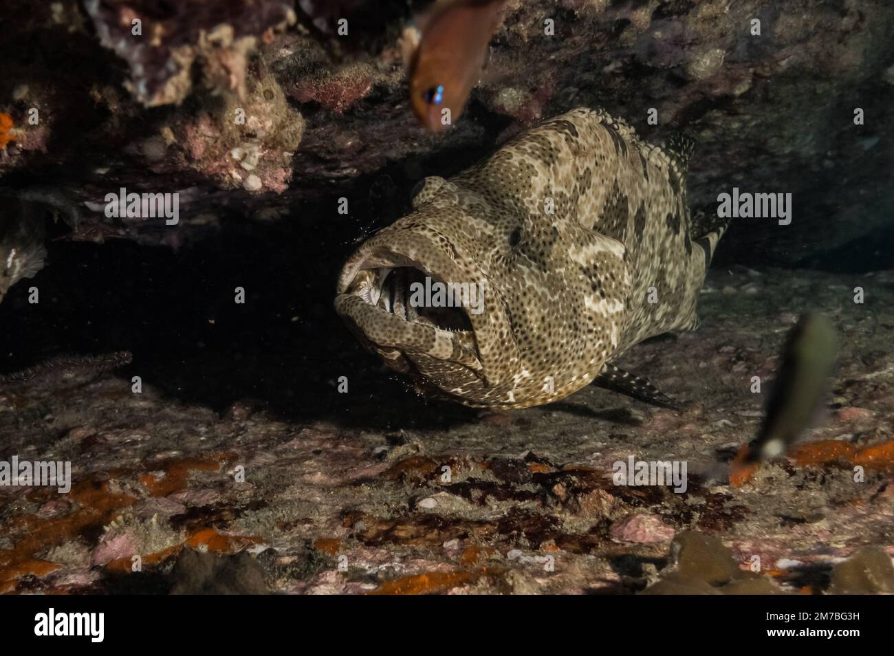 A closeup shot of a grouper fish swimming in deep blue sea over reef ...