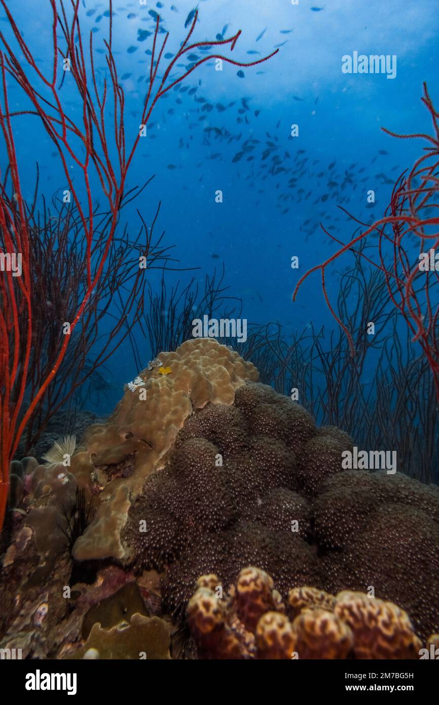 A closeup shot of a colorful fish swimming in deep blue sea over reef ...