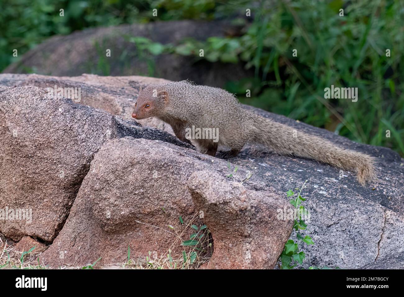 Indian grey mongoose or Urva edwardsii observed in Hampi, India Stock ...