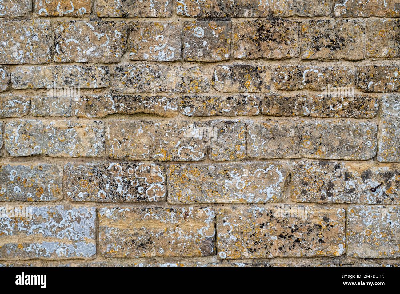 Lichen patterns england hi-res stock photography and images - Alamy